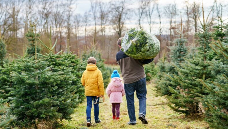 Cut Your Own Christmas Tree at These Farms in Montgomery County